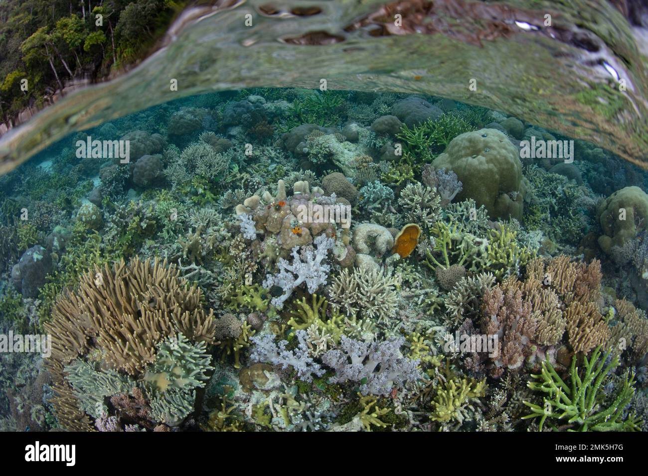 A healthy array of corals competes for space on a shallow coral reef in ...
