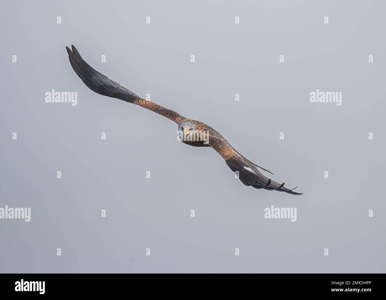 Fying in shot hi-res stock photography and images - Alamy