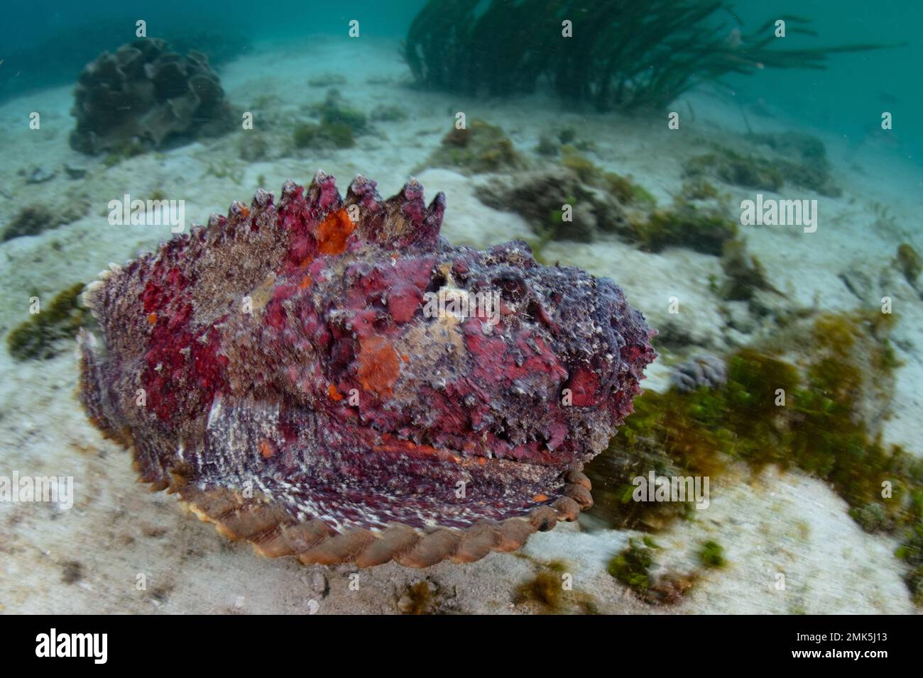 Raja ampat underwater animal hi-res stock photography and images - Alamy