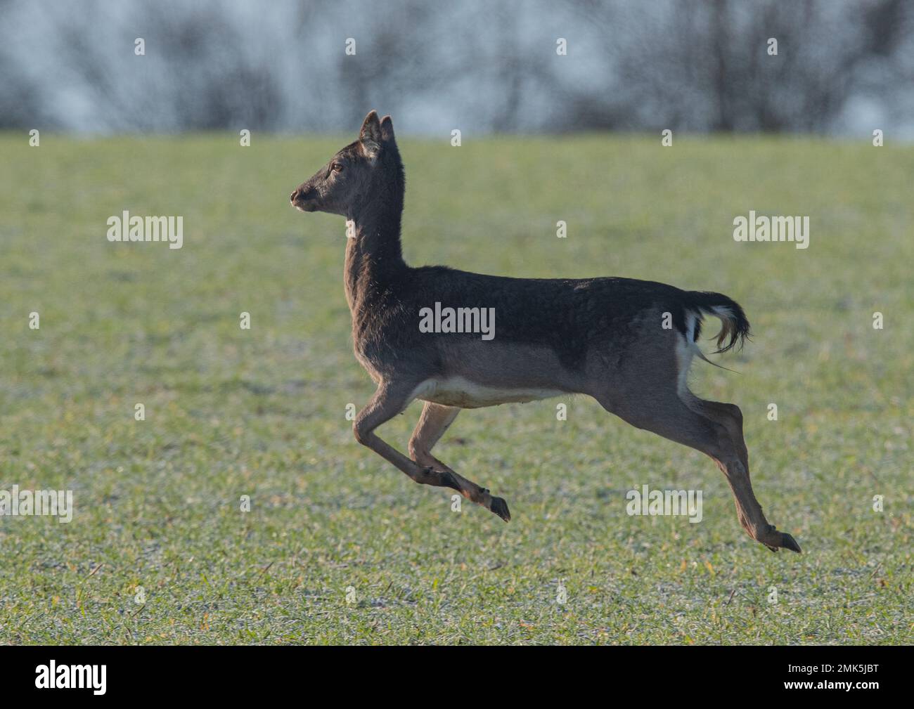 An adult Fallow deer prancing across the farmers crop, all feet off the ...