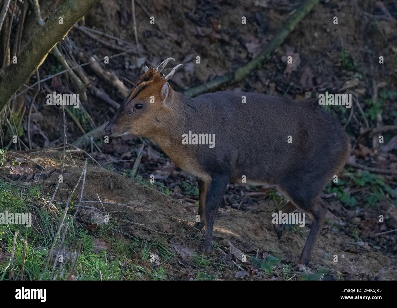 Reevess muntjac hi-res stock photography and images - Alamy