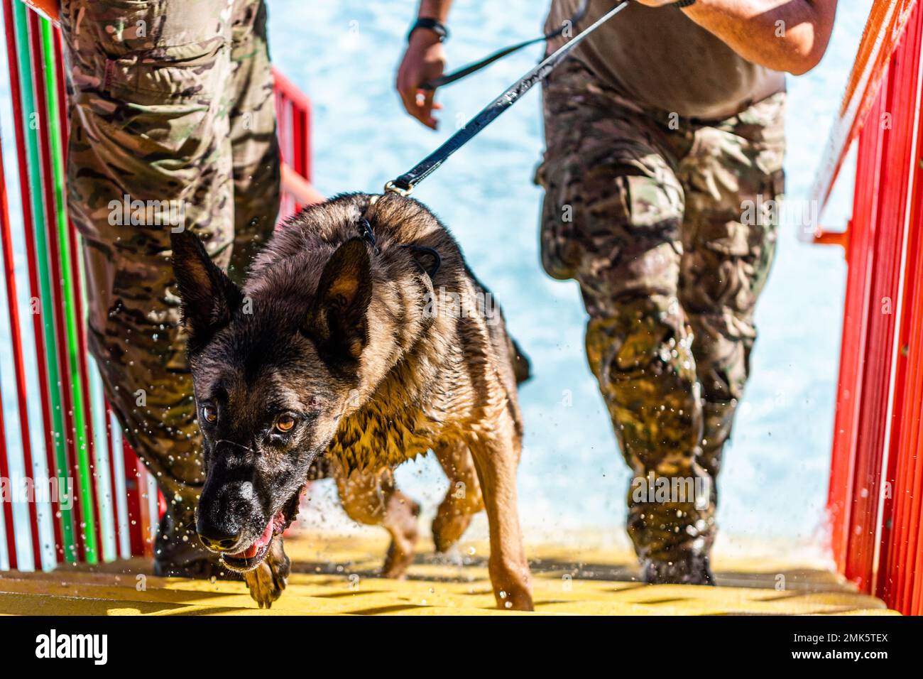 A Military Working Dog from the 820th Base Defense Group, 93rd Air ...