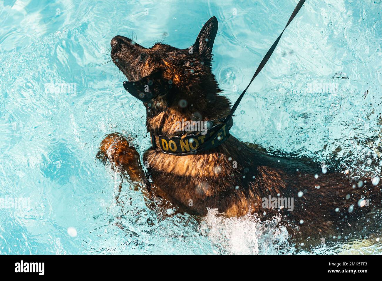 A Military Working Dog from the 820th Base Defense Group, 93rd Air ...