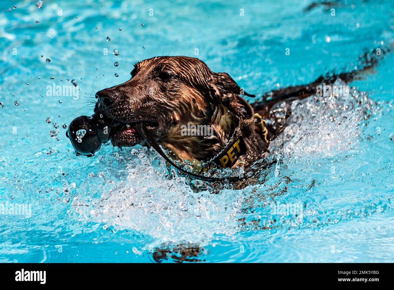 A Military Working Dog from the 820th Base Defense Group, 93rd Air ...