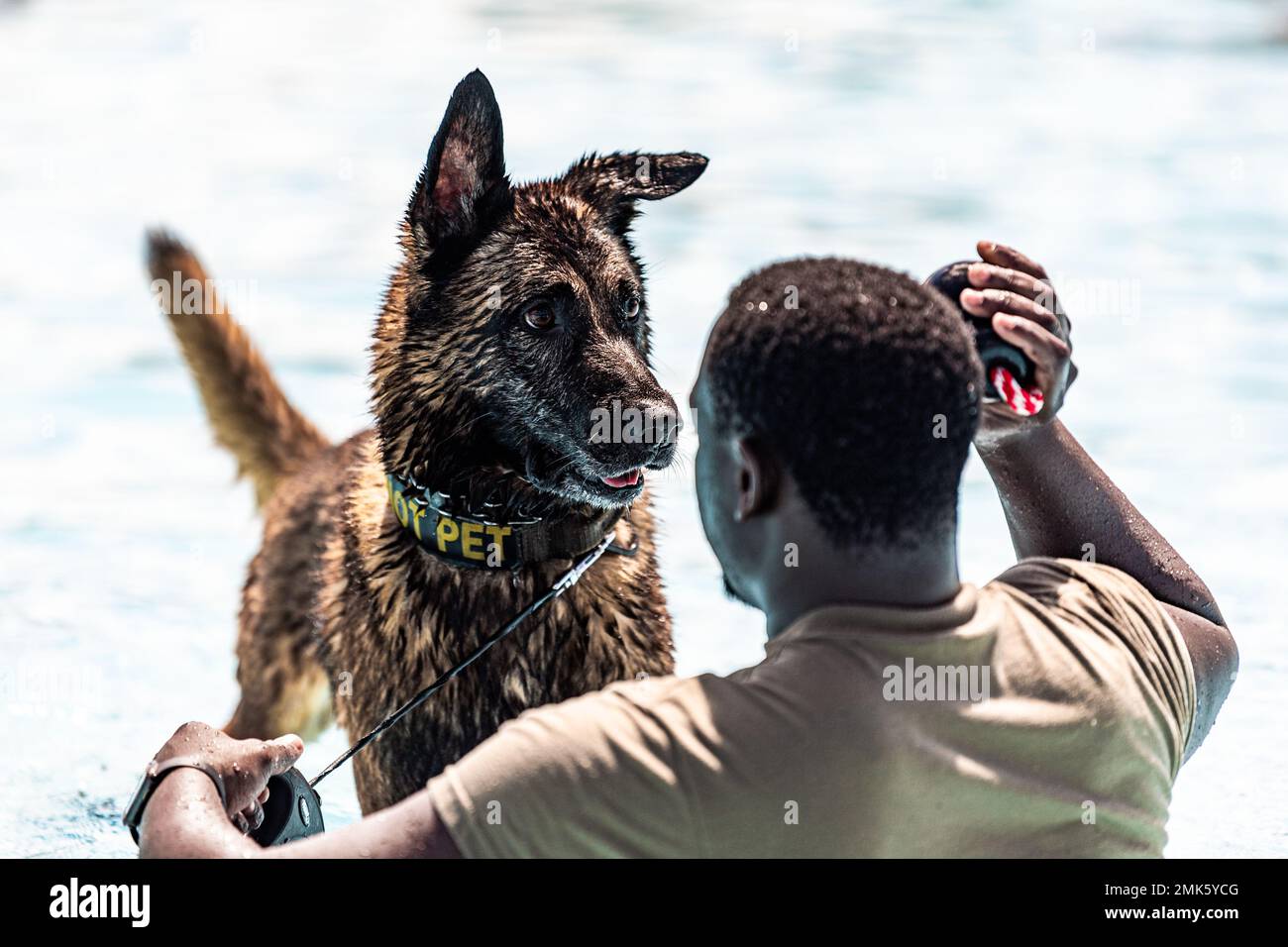 A Military Working Dog from the 820th Base Defense Group, 93rd Air ...