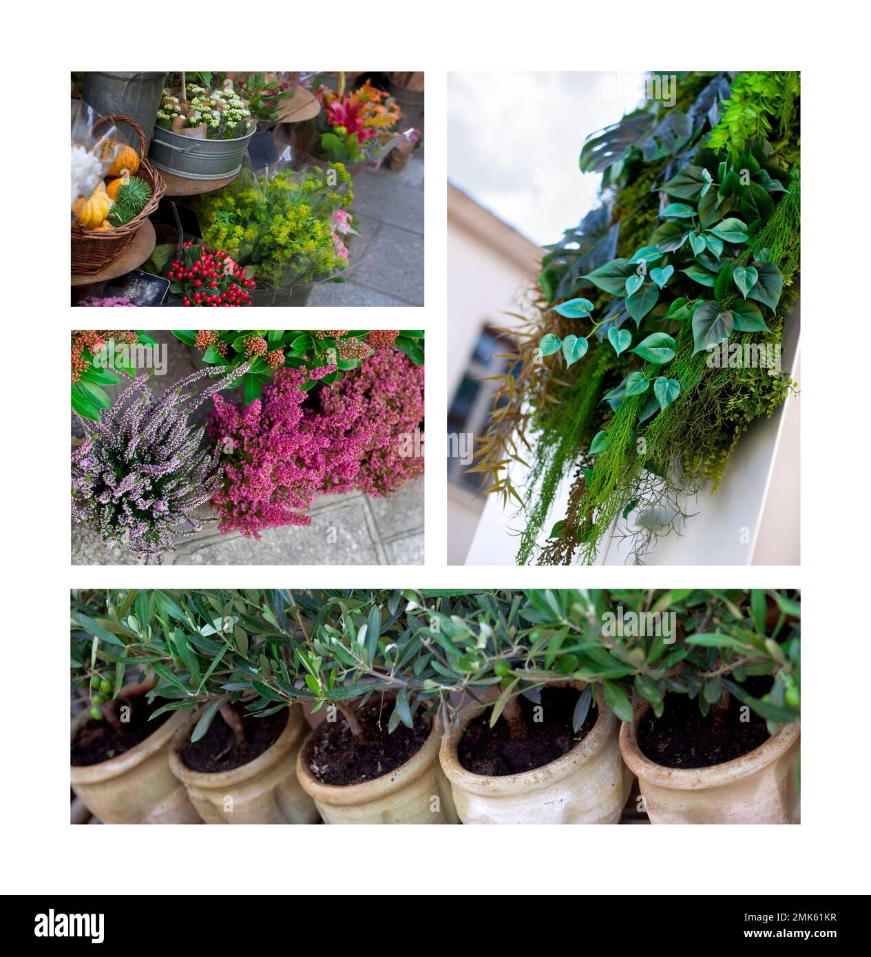 Florists plants Cut Out Stock Images & Pictures - Alamy