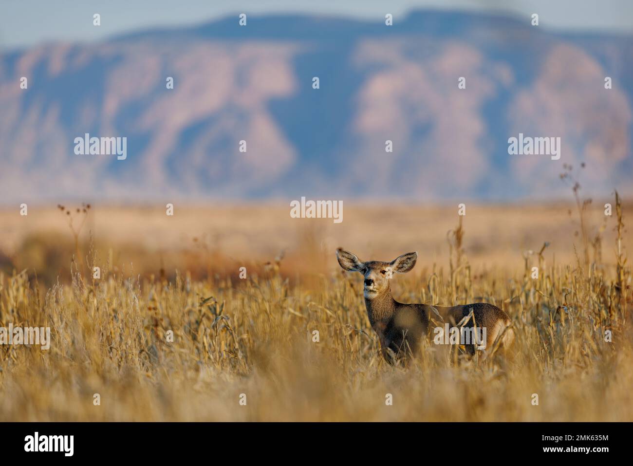 Rocky Mountain Mule Deer doe. Bernardo Waterfowl management Area, New ...