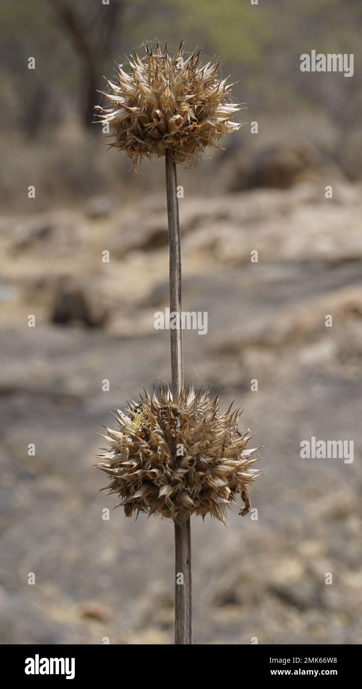 Closeup of dry fruits of Leonotis nepetifolia belongs to Lamiaceae or ...