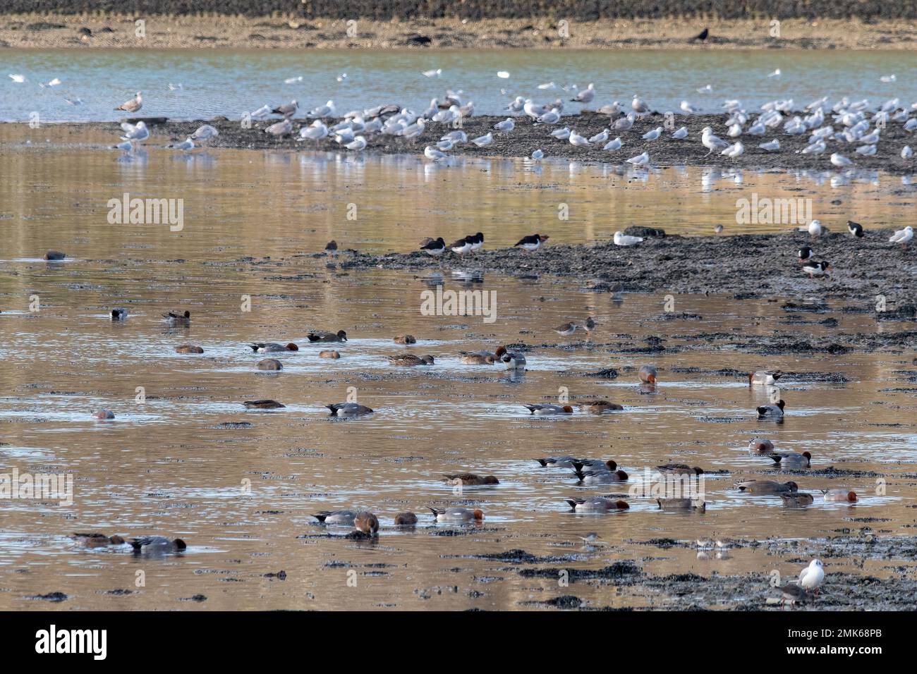 Variety of birds on Langstone Harbour, including wigeon, oystercatchers ...