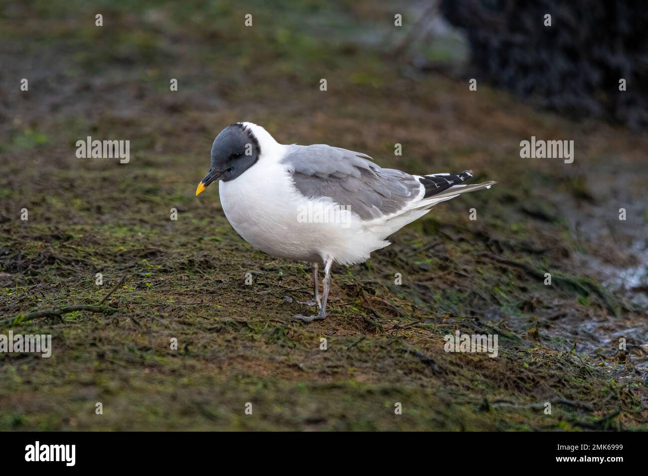 Sabine's gull (Xema sabini), adult bird in full breeding plumage, a ...