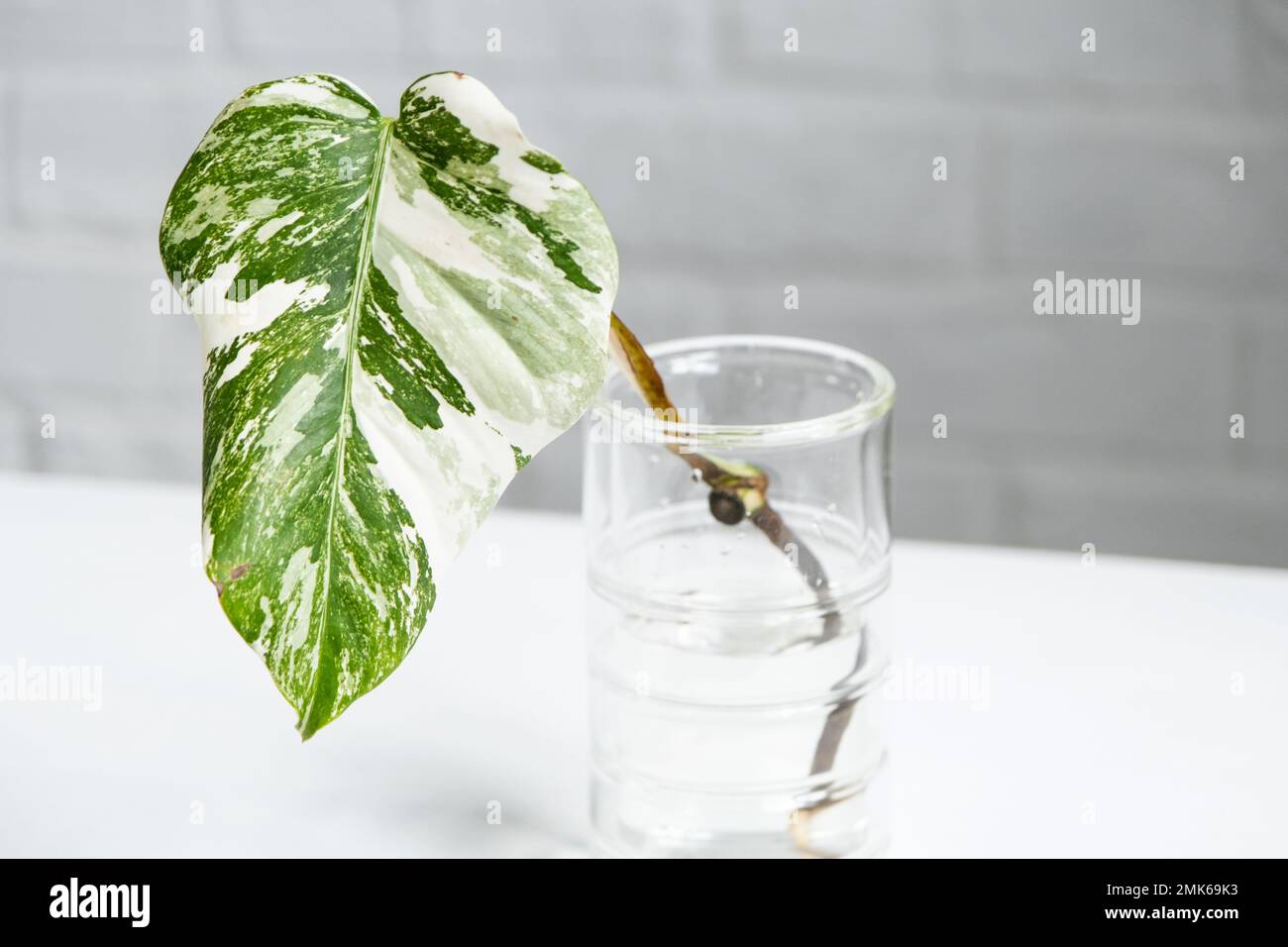 Rooted sprout of philodendron Monstera Alba for potting. Propagation of ...