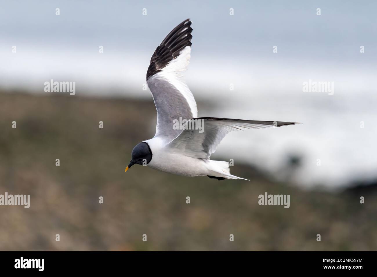Sabine's gull (Xema sabini), adult bird in full breeding plumage, a ...