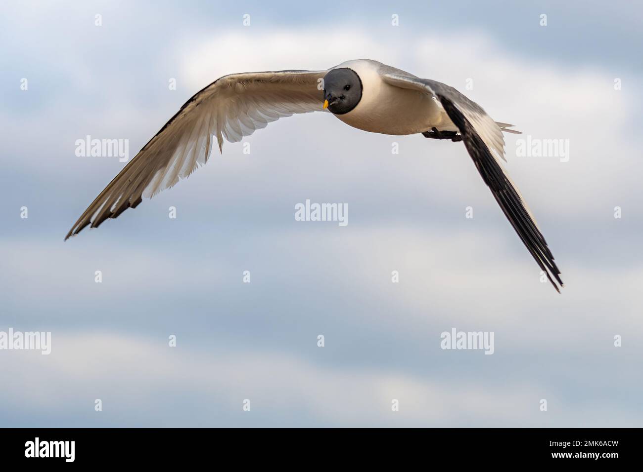 Sabine's gull (Xema sabini), adult bird in full breeding plumage, a ...