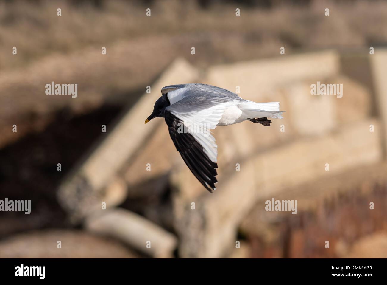 Sabine's gull (Xema sabini), adult bird in full breeding plumage, a ...
