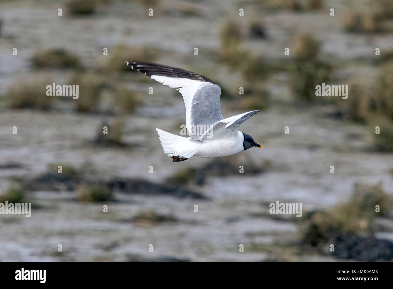 Sabine's gull (Xema sabini), adult bird in full breeding plumage, a ...
