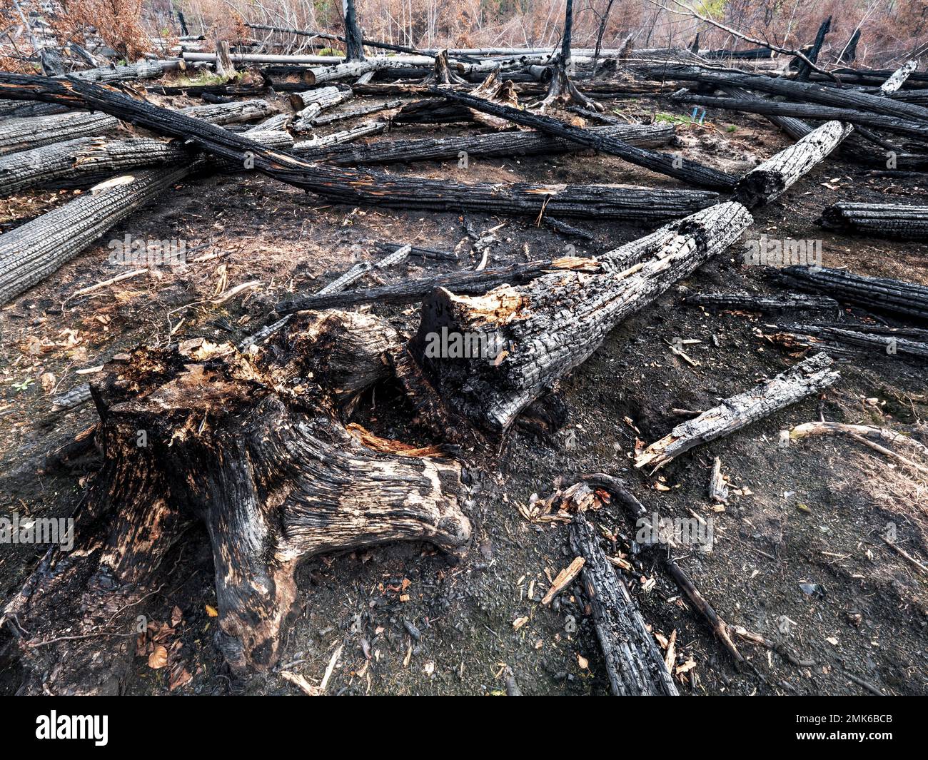 The burnt forest at Hrensko in Bohemia Switzerland park. The burnt out ...