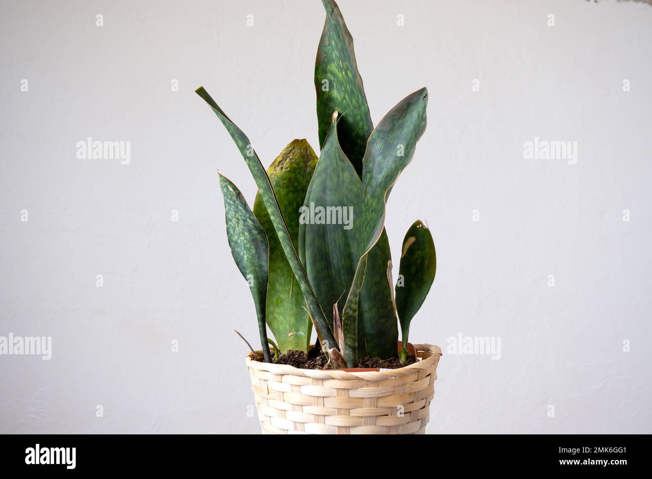 Problems of growing sansevieria, fungus on leaves, infection, yellow ...