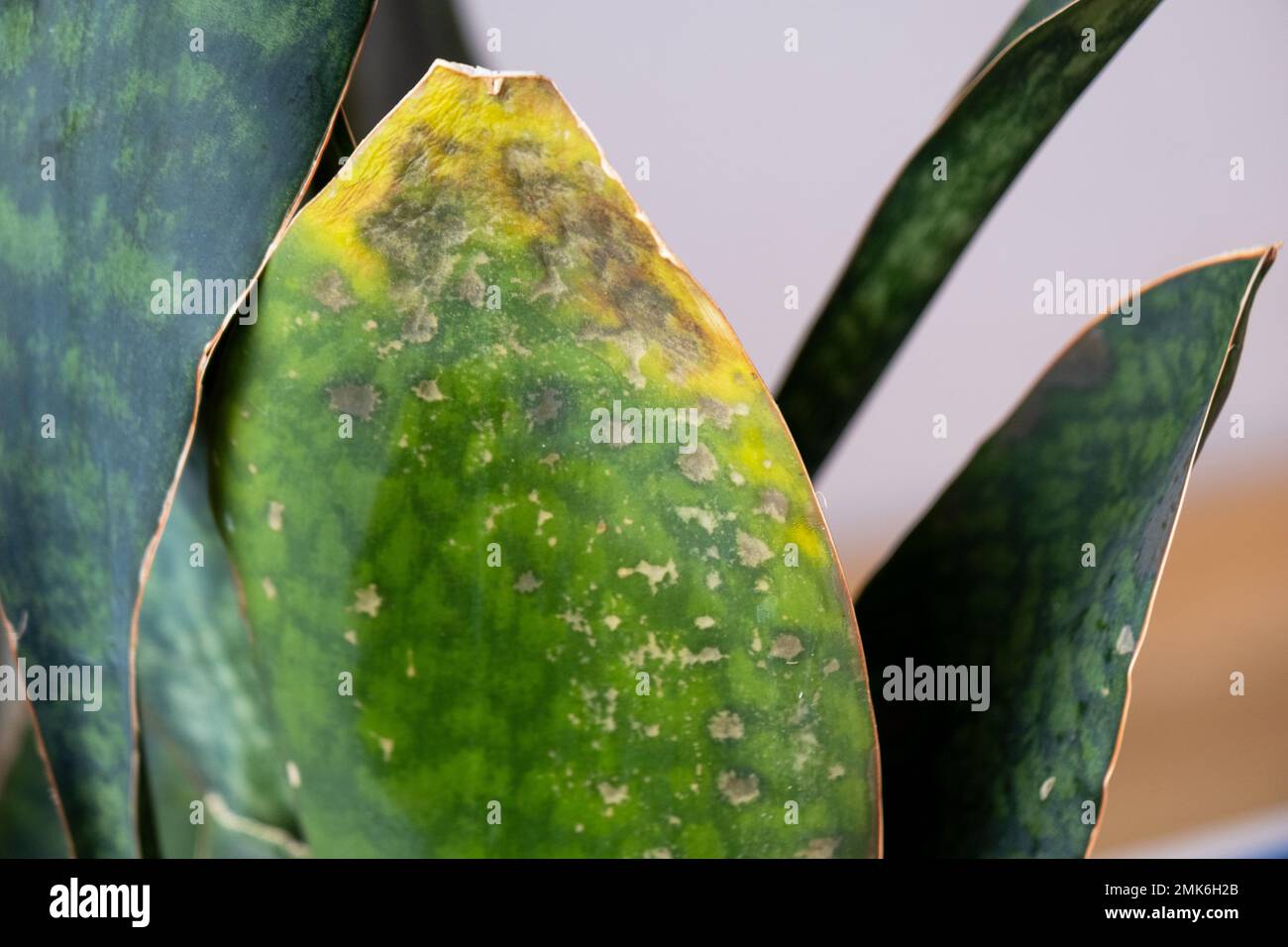 Problems of growing sansevieria, fungus on leaves, infection, yellow ...