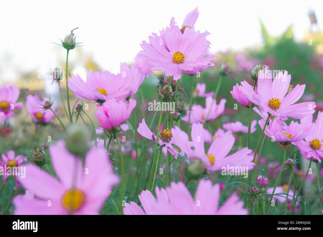 Field of pink cosmos flower, pastel tone spring nature backgrund Stock ...