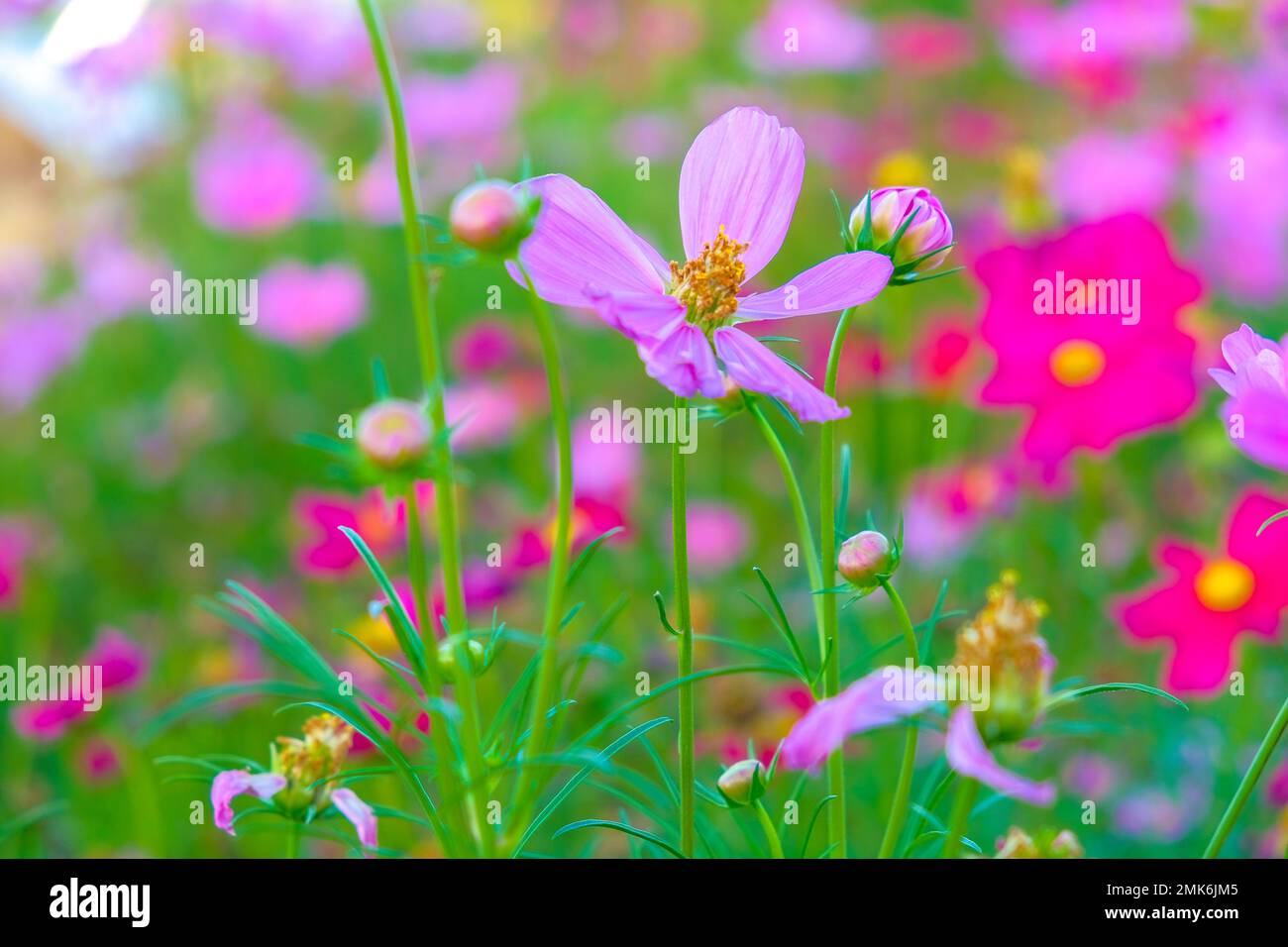 Field of pink cosmos flower, pastel tone spring nature backgrund Stock ...