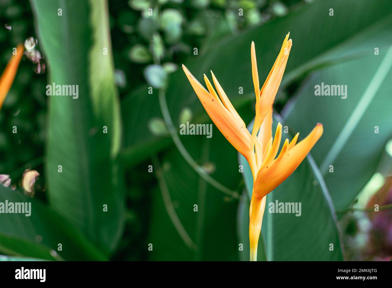 Orange flower strelitzia reginae paradise brid tropical leaves nature ...
