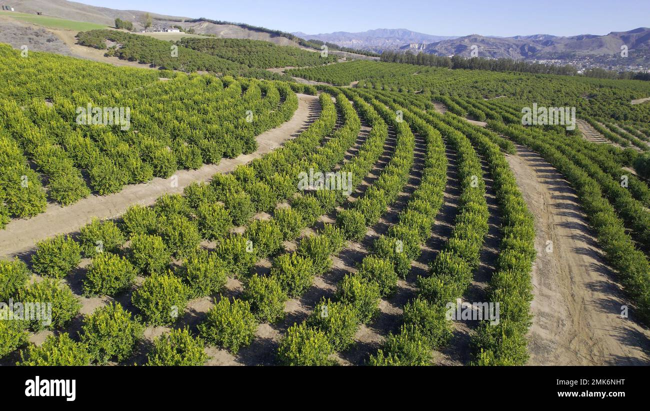 Avocado and Citrus Plantation form above Stock Photo - Alamy