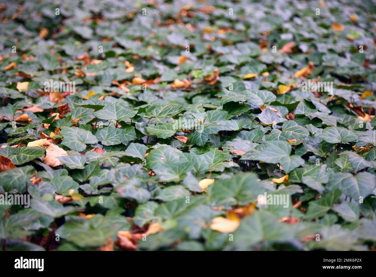 English ivy in the autumn forest in Europe. Bakckground with green ...