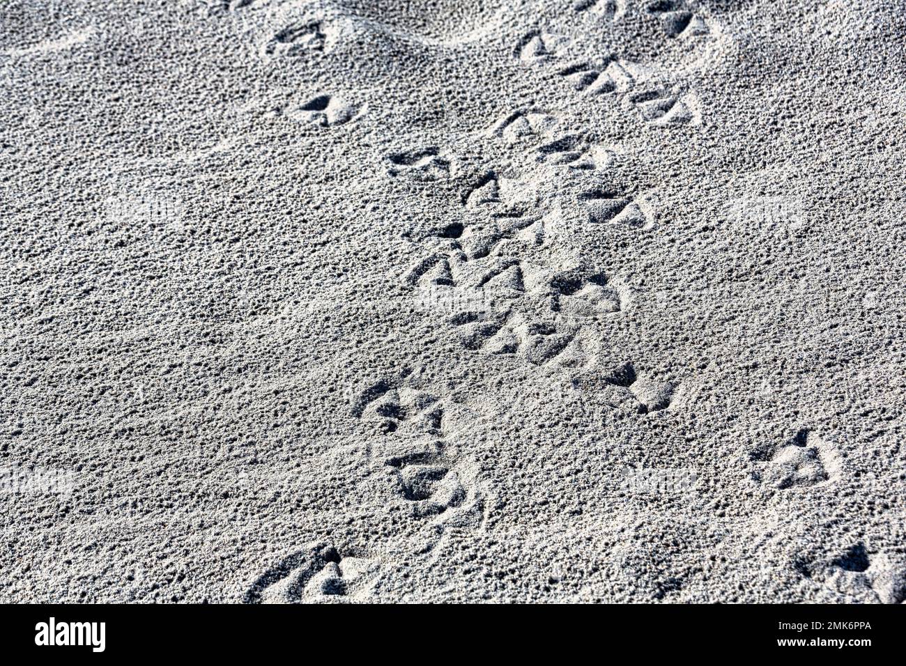 Animal tracks, bird tracks in the sand, Helgoland dune, Helgoland ...