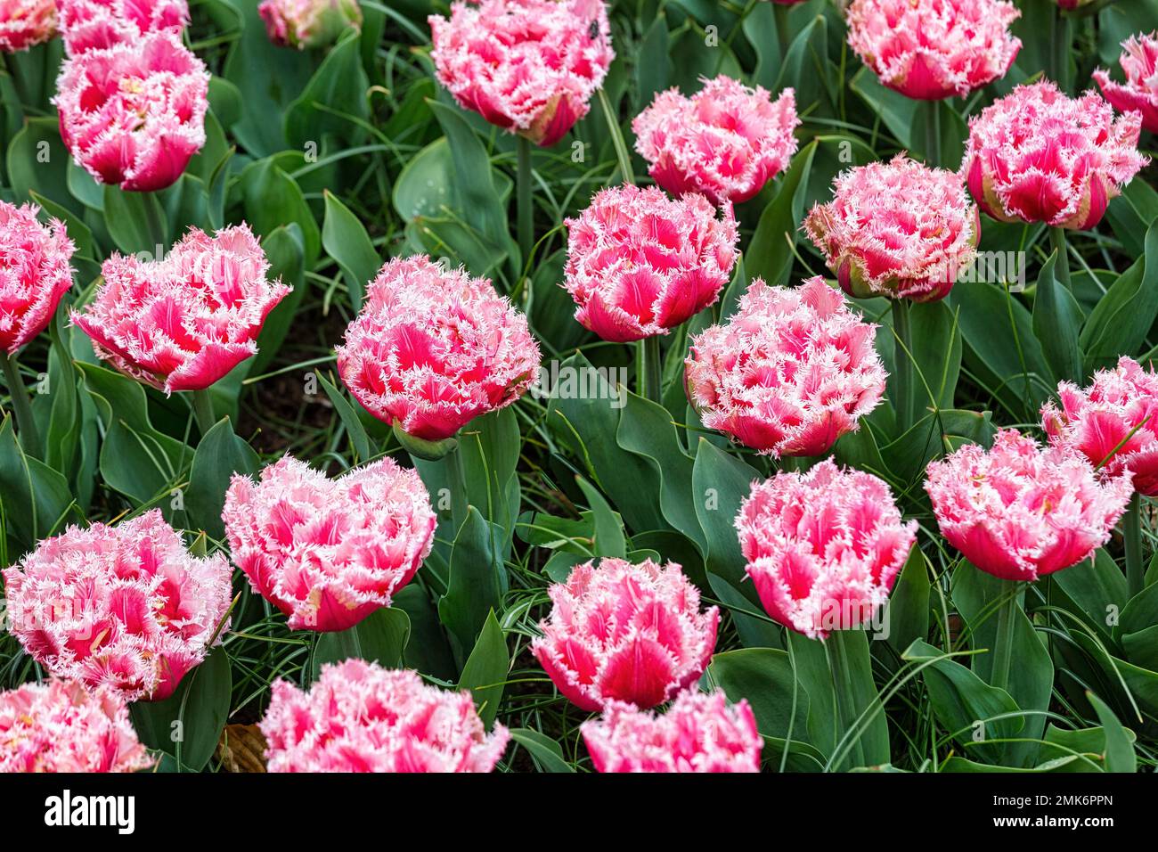 Pink tulips (Tulipa) in a bed, view from above, Keukenhof Gardens ...