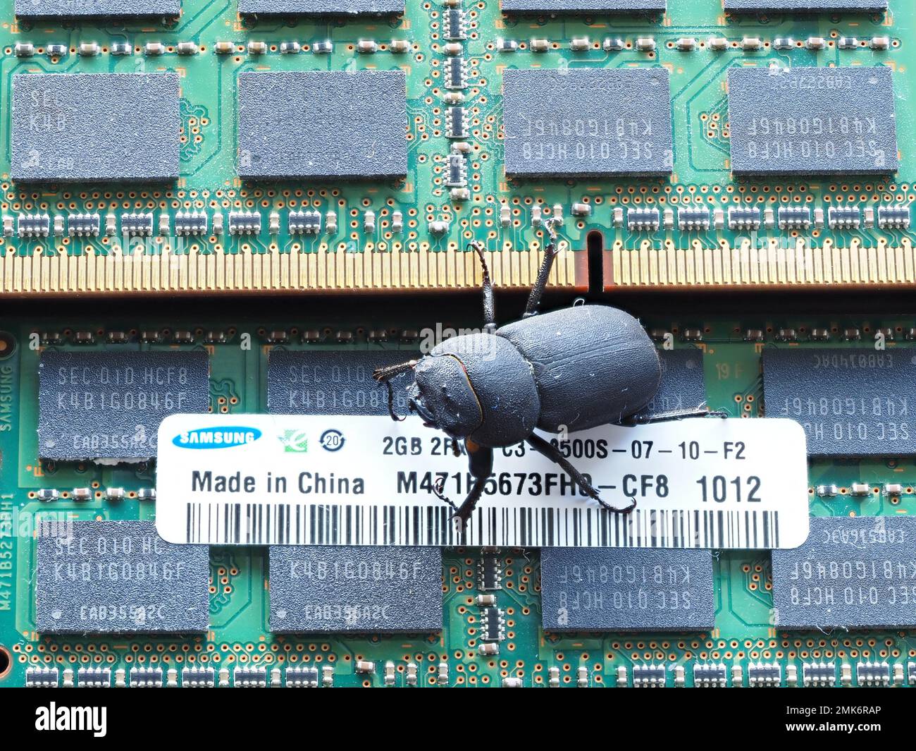 Symbolic image, working memory, beetle (barred shrike), bug, insect ...