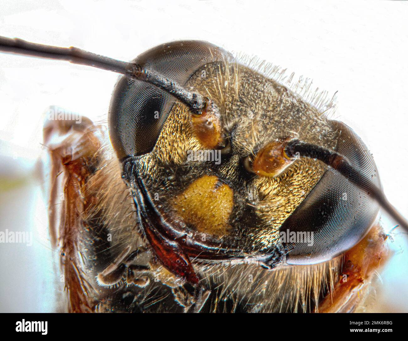 Wasp head hi-res stock photography and images - Alamy