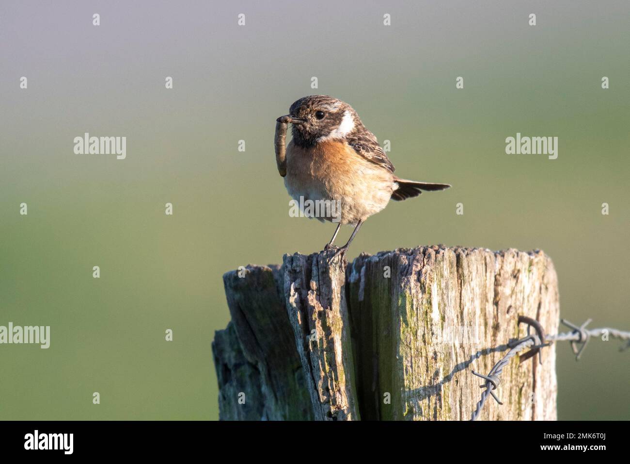European stonechat (Saxicola rubicola), adult, female, sitting on fence ...