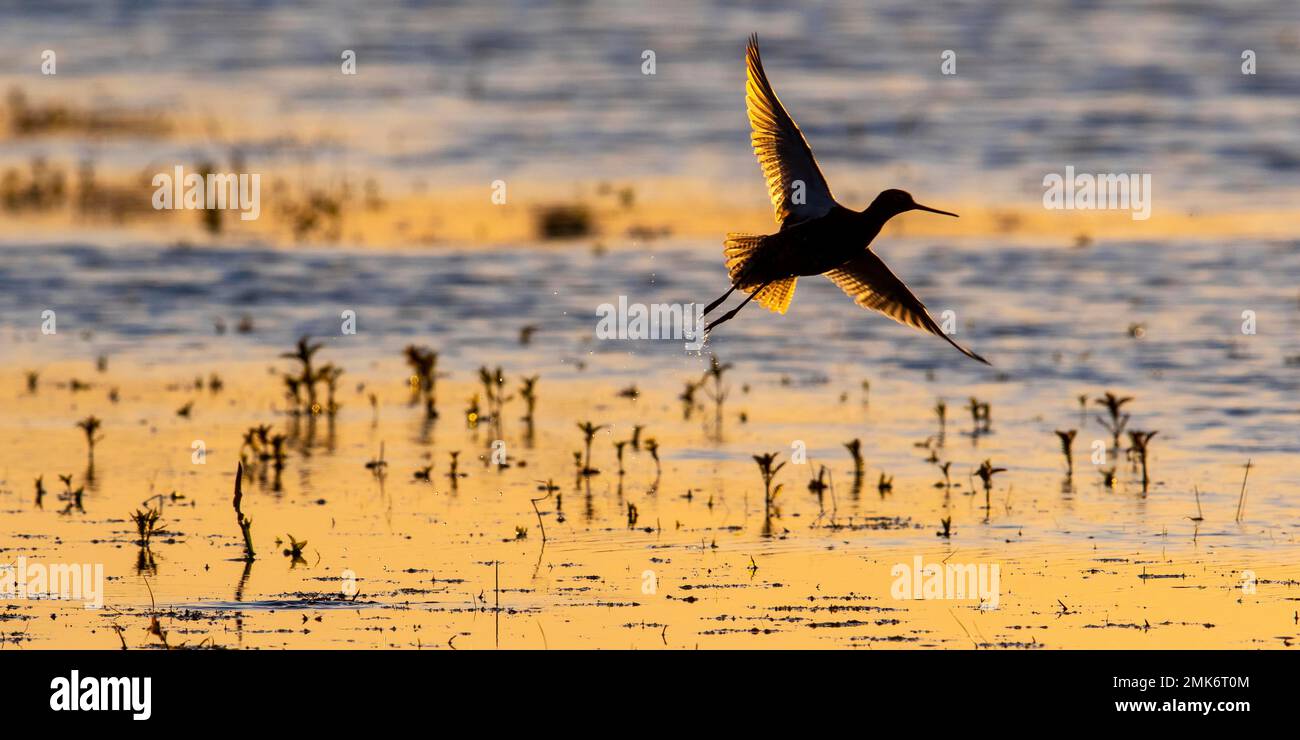 Common redshank (Tringa totanus), adult, flying up, backlight, shallow ...