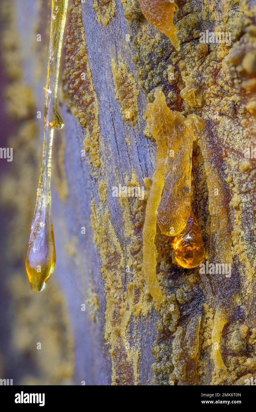 Tree resin of a european black pine (Pinus nigra), Bad Voeslau, Lower ...