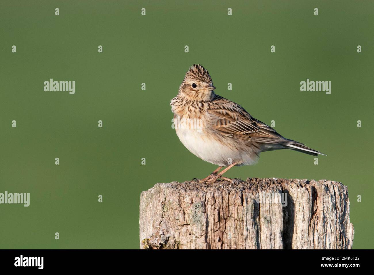 Eurasian skylark (Alauda arvensis), adult, adult bird, sitting on fence ...