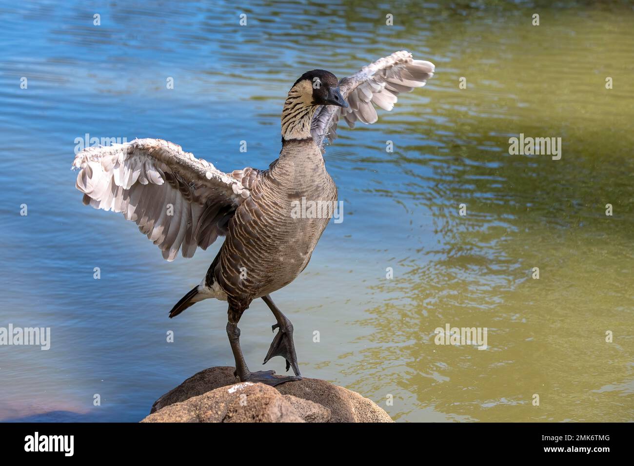 Hawaiian Flying Geese