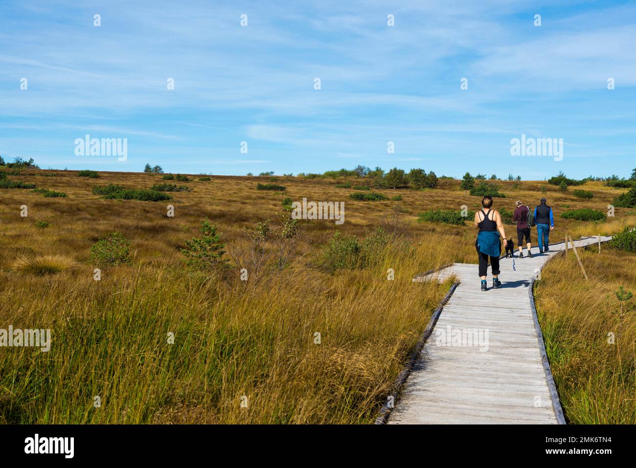 High moor and boardwalk, Hornisgrinde, Seebach, Northern Black Forest ...