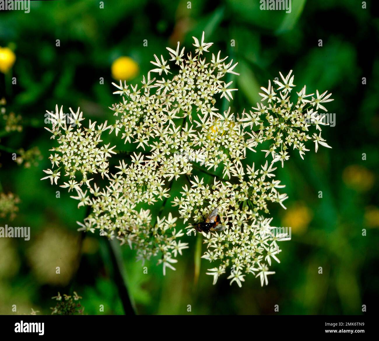 Hogweed, common hogweed (Heracleum sphondylium), also common hogweed ...