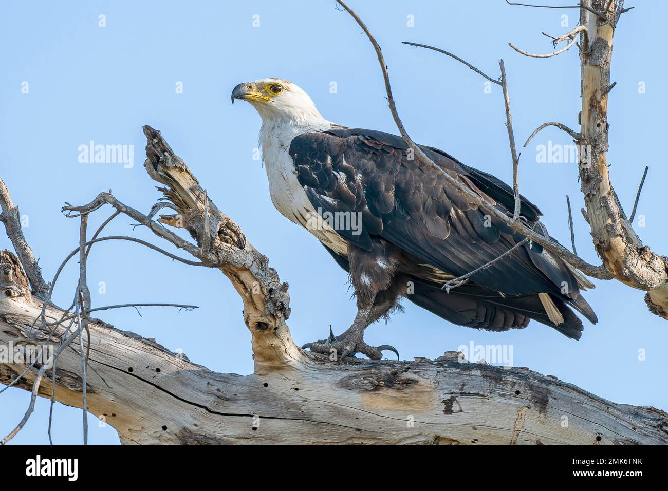 African fish eagle (Haliaeetus vocifer), on branch, Moremi Game Reserve ...