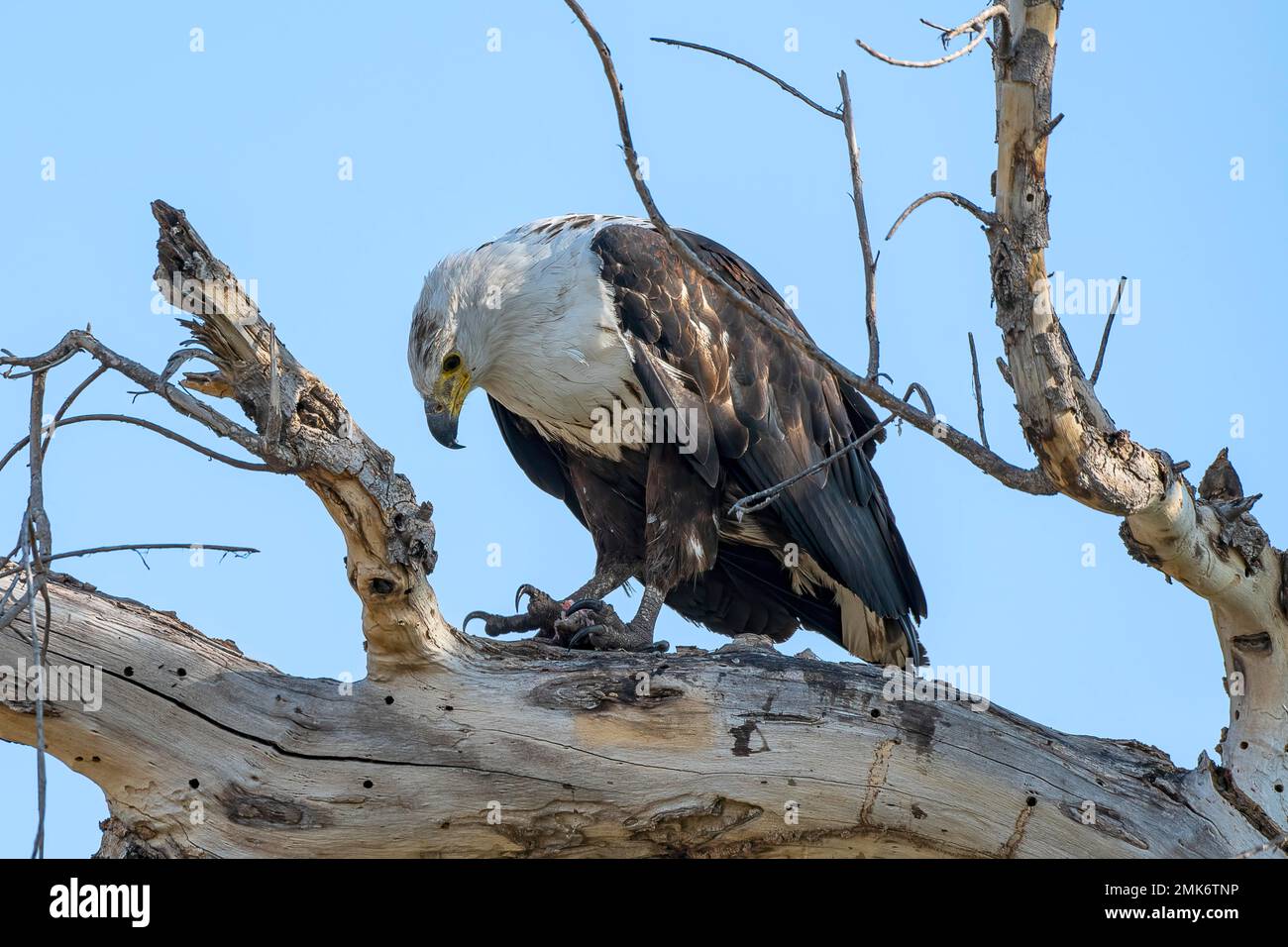 African fish eagle (Haliaeetus vocifer), on branch, Moremi Game Reserve ...