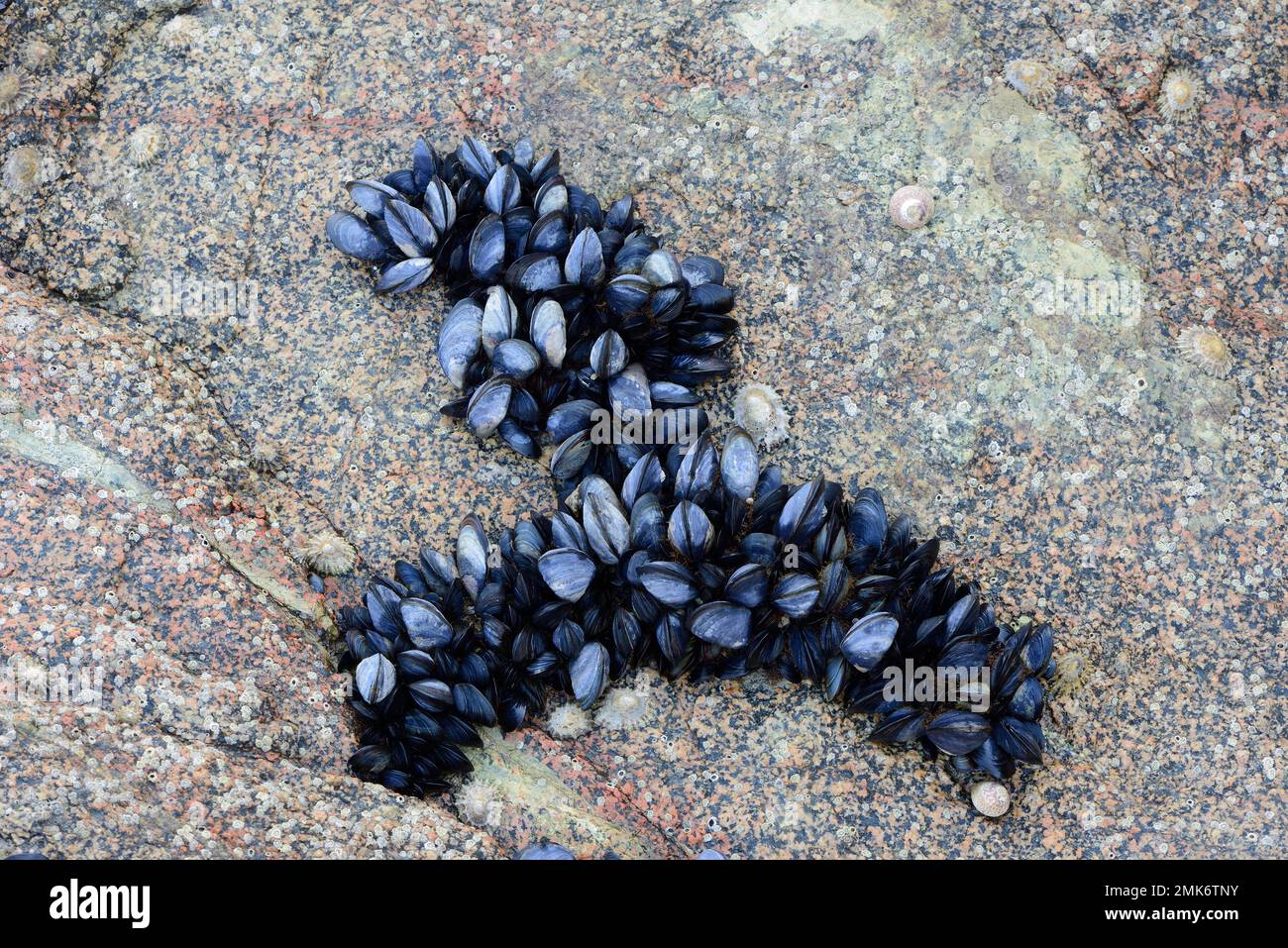 Mytilus (Mytilus edulis) on the beach, Saint Quay-Portrieux, Brittany ...