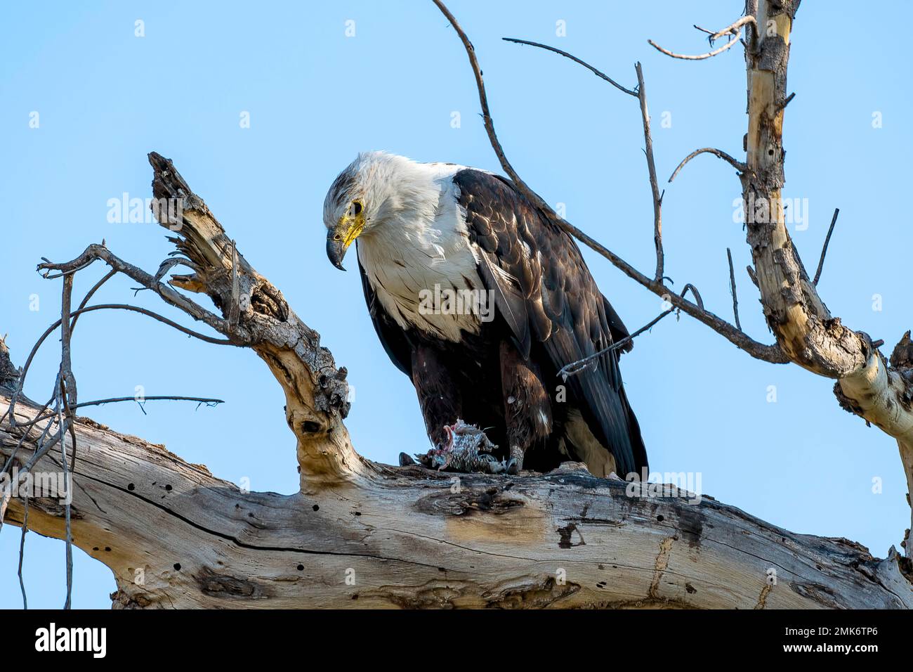 African fish eagle (Haliaeetus vocifer), on branch, eating fish, Moremi ...