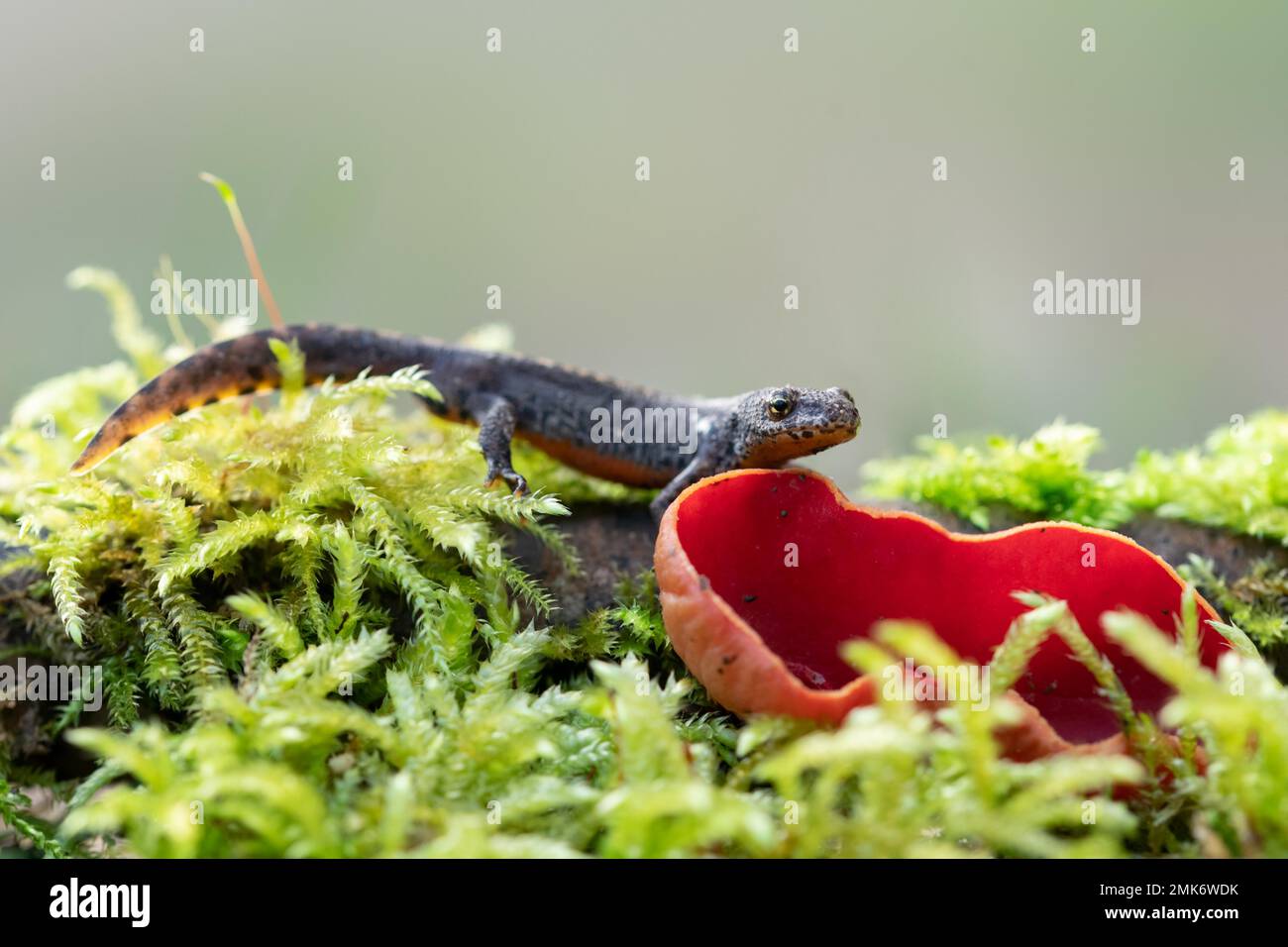 Alpine newt (Ichthyosaura alpestris), male walking on dead wood from ...