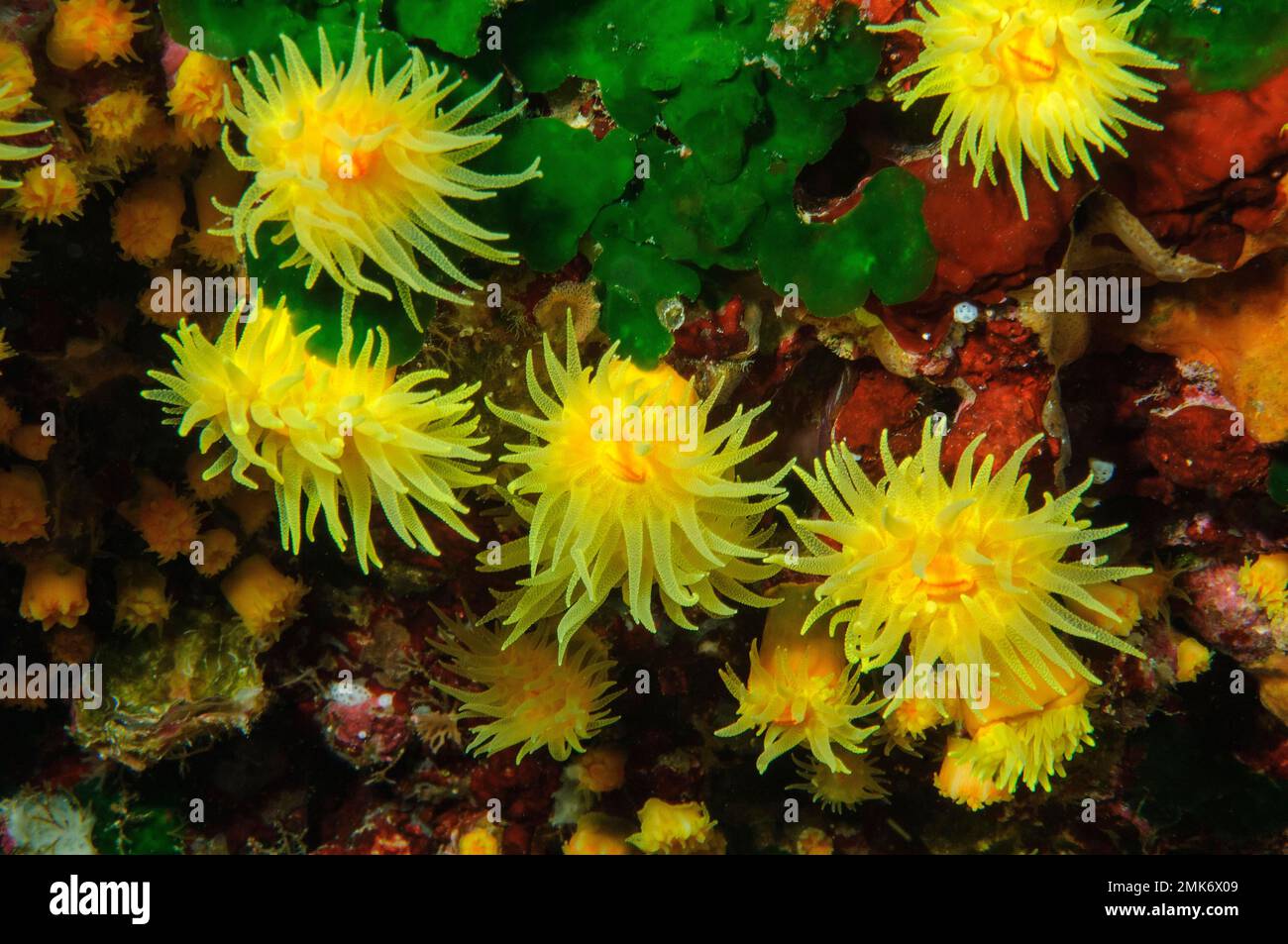 Tree coral (Dendrophyllia ramea), Mediterranean Sea, Elba, Tuscany ...