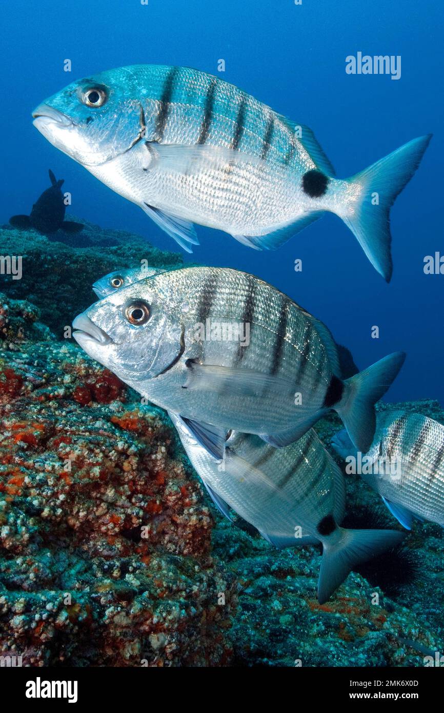 Striped seabream hi-res stock photography and images - Alamy