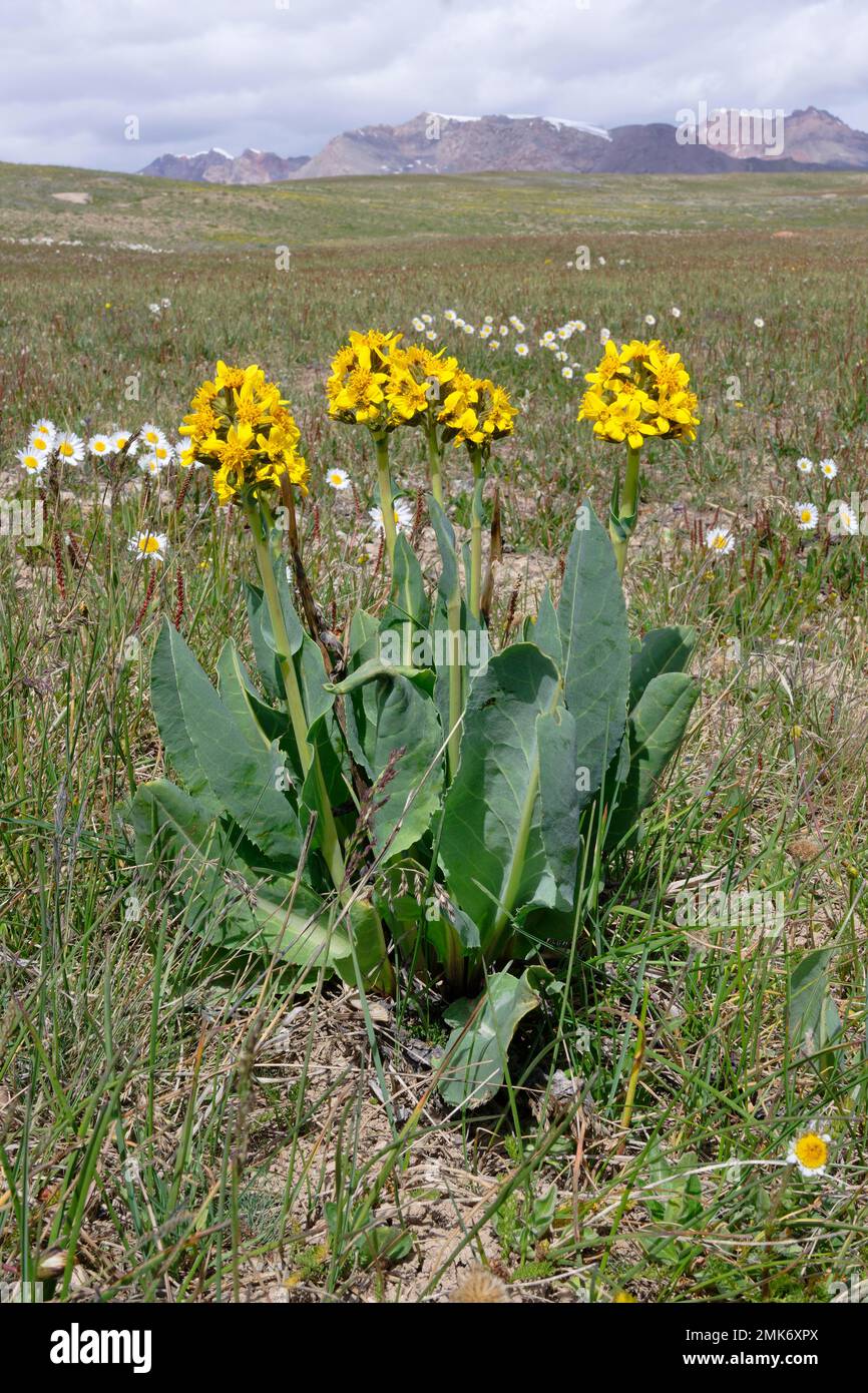 Ligularia alpigena yellow flower, Tian Shan mountains, Naryn Region ...
