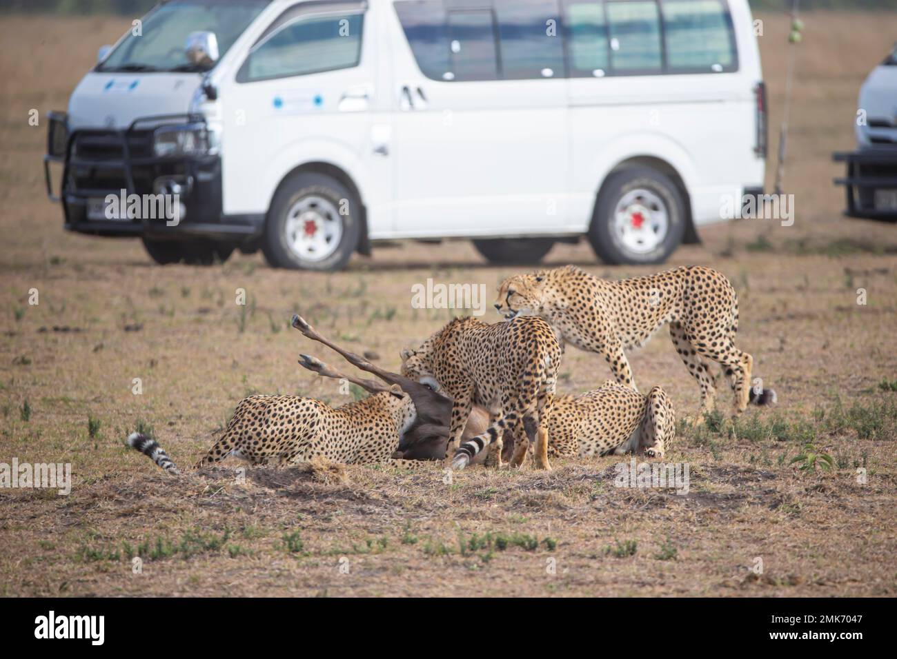 Cheetah (Acinonyx jubatus) Five boys (are a coalition of 5 male ...