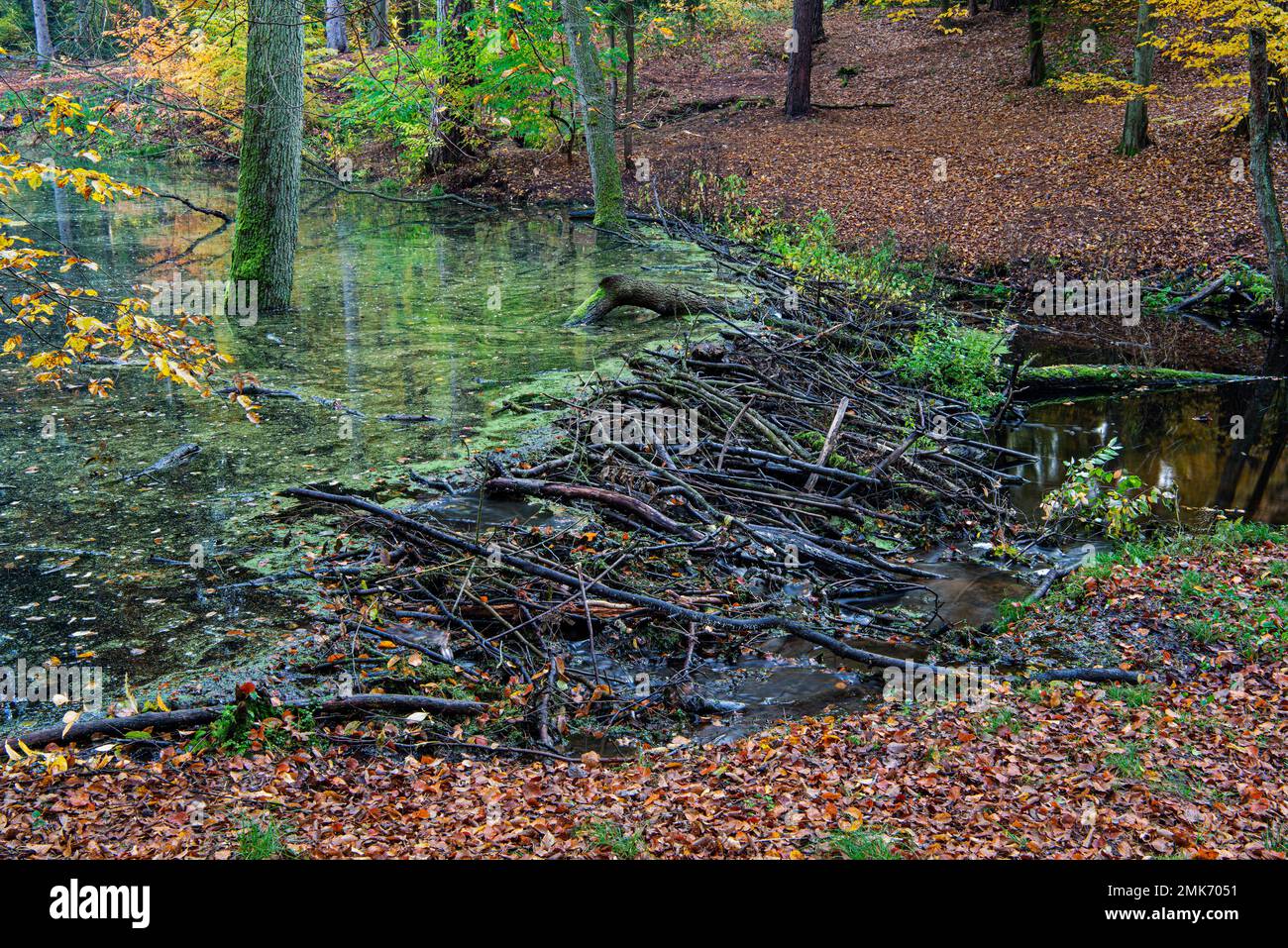 Dam of a beaver in the little river Briese, Briese valley, Barnim ...