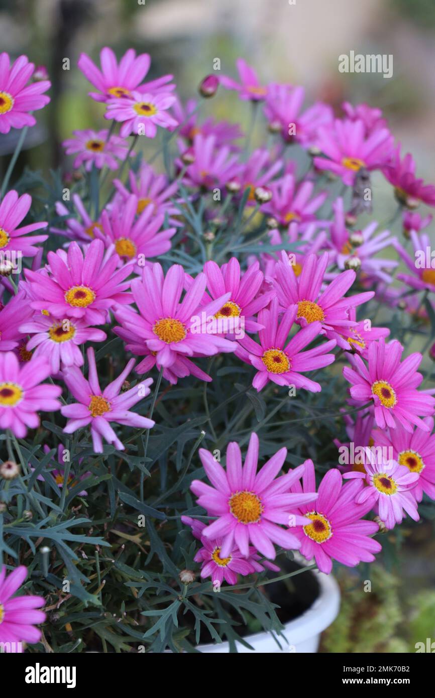 Pink marguerite daisy flowers argyranthemum hi-res stock photography ...