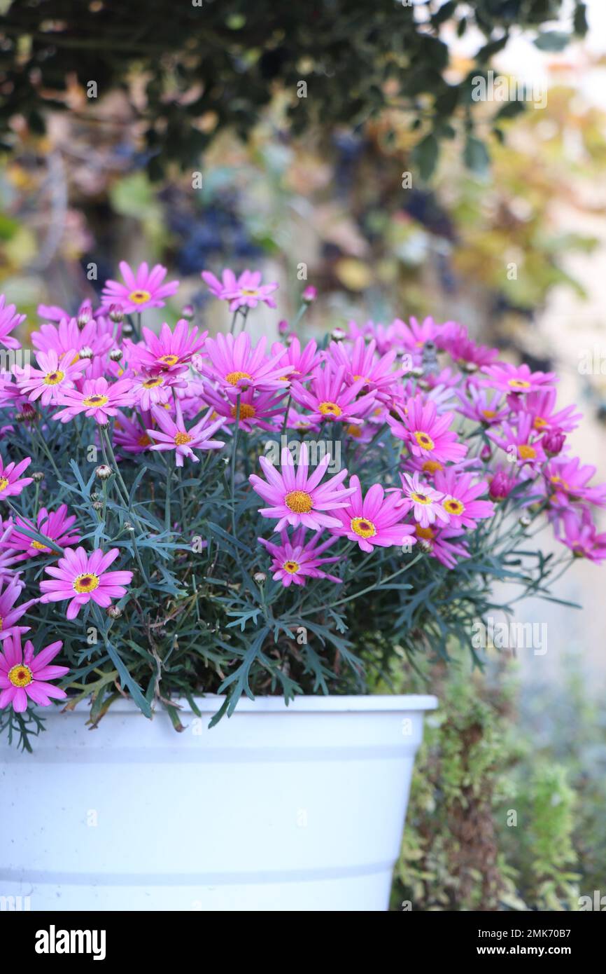 Pink Marguerite daisy or Pink marguerite flower in a plant pot in the ...